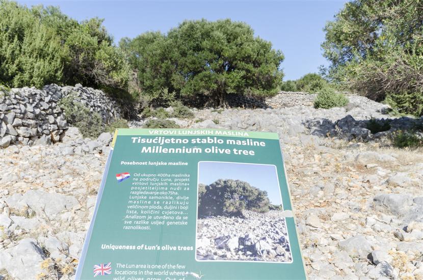 Vous souhaitez visiter Lun - île de Pag? | Guide touristique